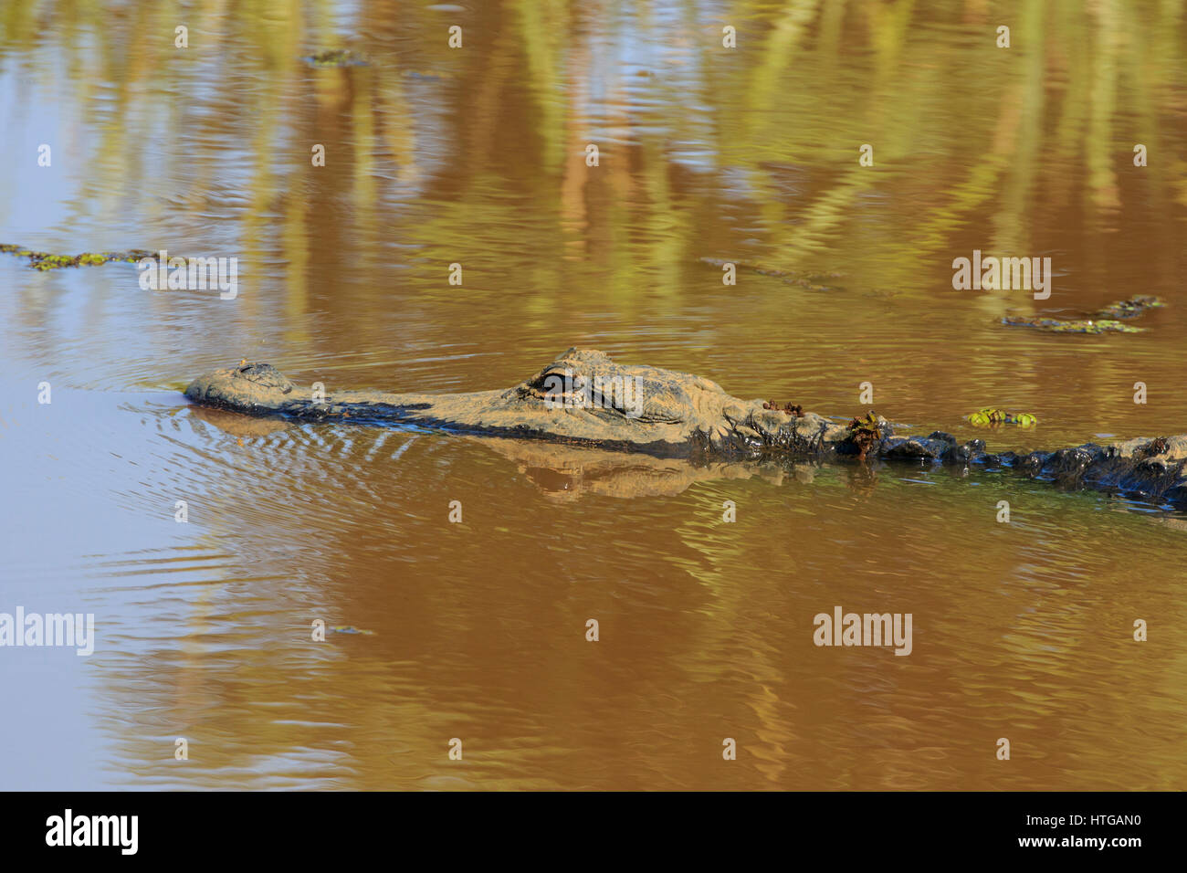 American alligator (Alligator mississippiensis), swimming in muddy ...