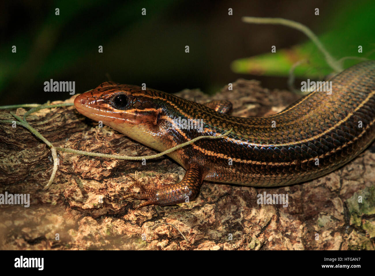 Broadhead Skink (Plestiodon laticeps, formerly Eumeces laticeps Stock ...