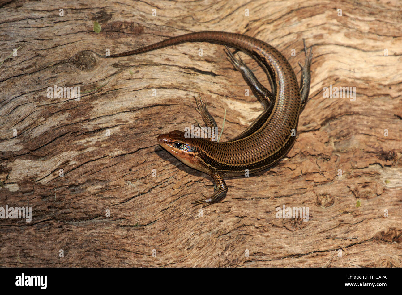Five lined skink on log Stock Photo - Alamy