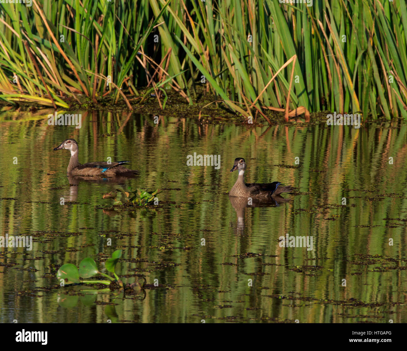 Wood duck or Carolina duck (Aix sponsa) pair in eclipse plumage Stock ...