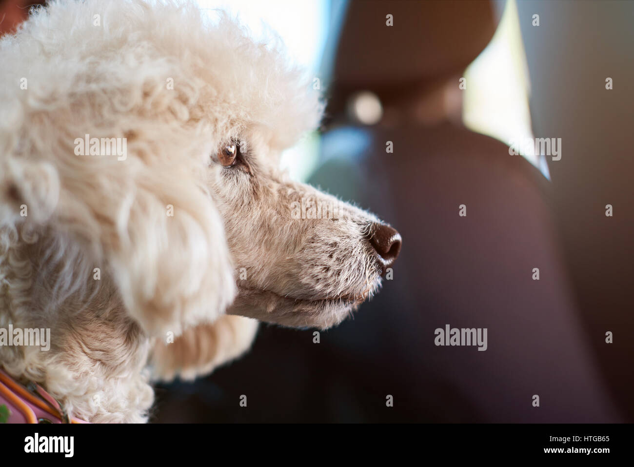 Poodle dog in car closeup. Portrait of travelling poodle dog Stock ...