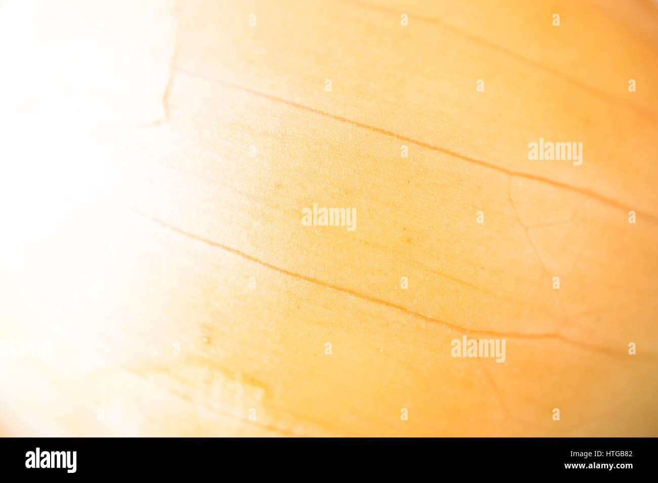 Onion texture hi-res stock photography and images - Alamy
