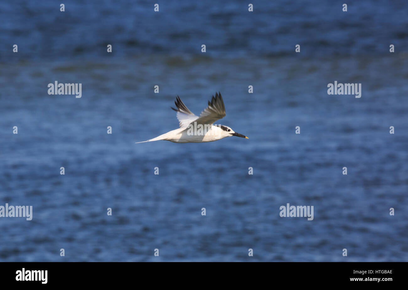 Sandwich tern (Thalasseus sandvicensis) in flight Stock Photo - Alamy