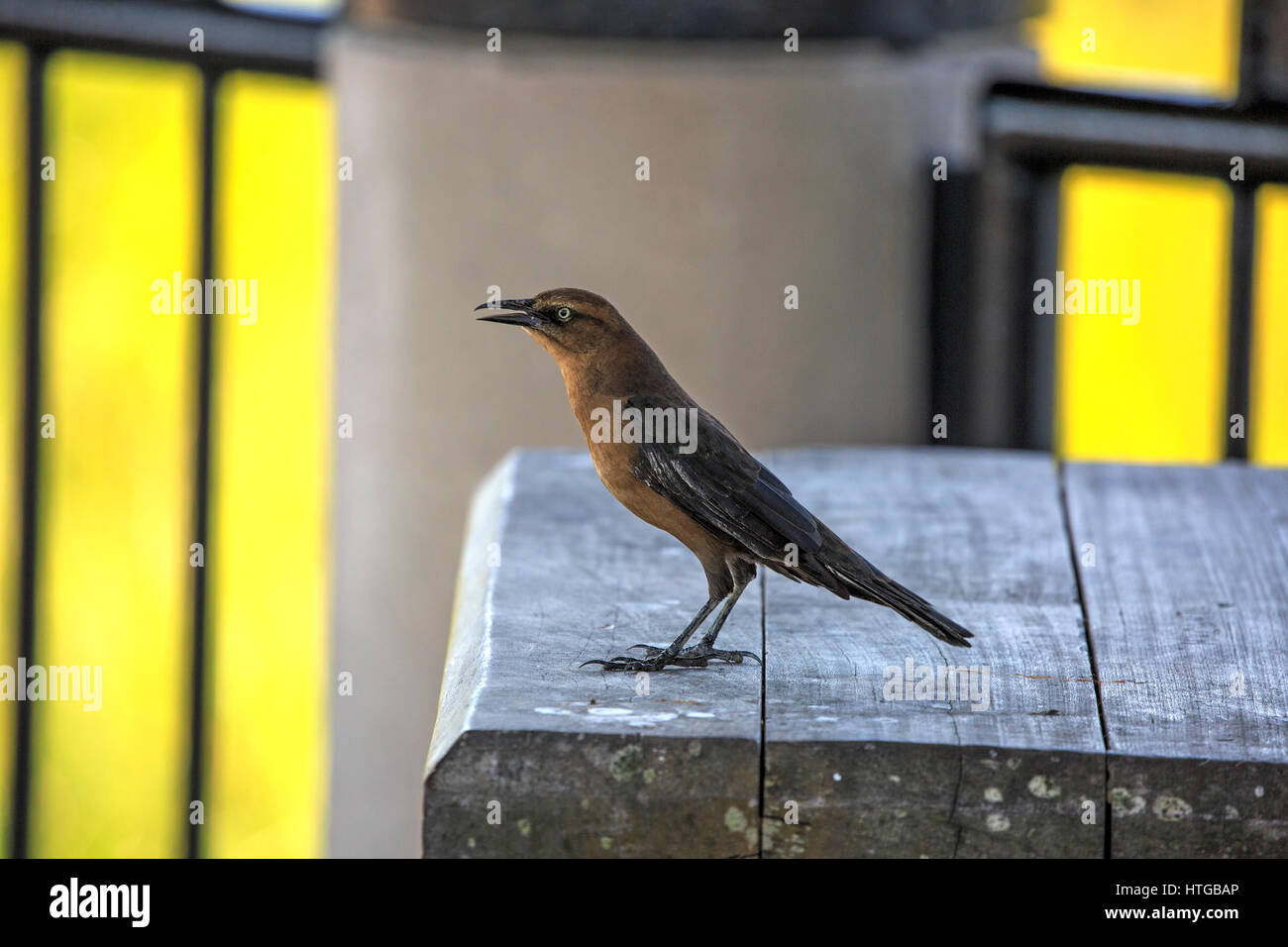 Female rusty blackbird (Euphagus carolinus)in winter plumage Stock ...