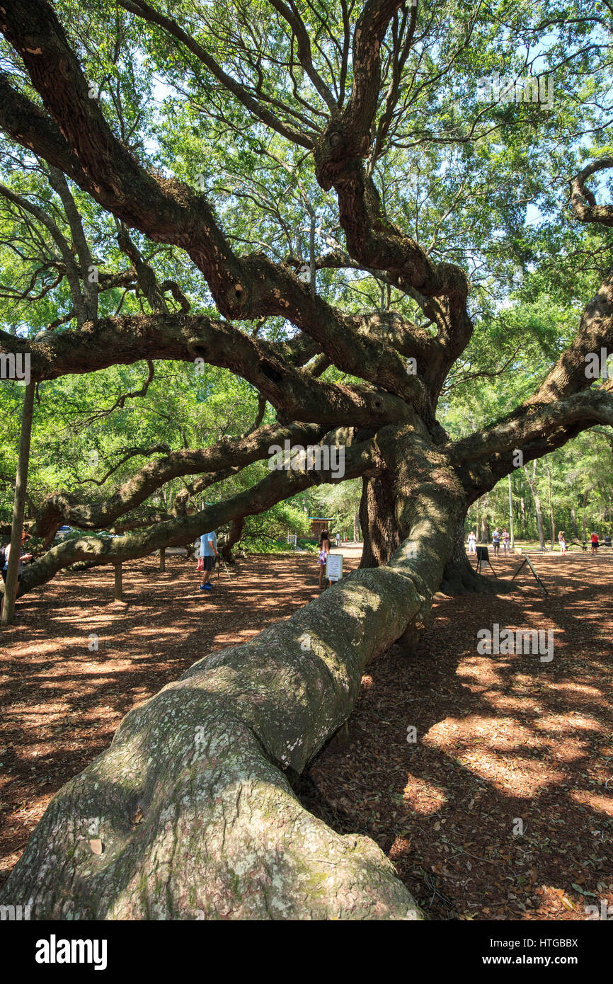 Angel oak tree hi-res stock photography and images - Alamy