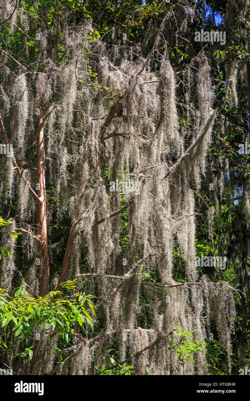 Spanish moss (Tillandsia usneoides) hanging from a tree branch Stock ...