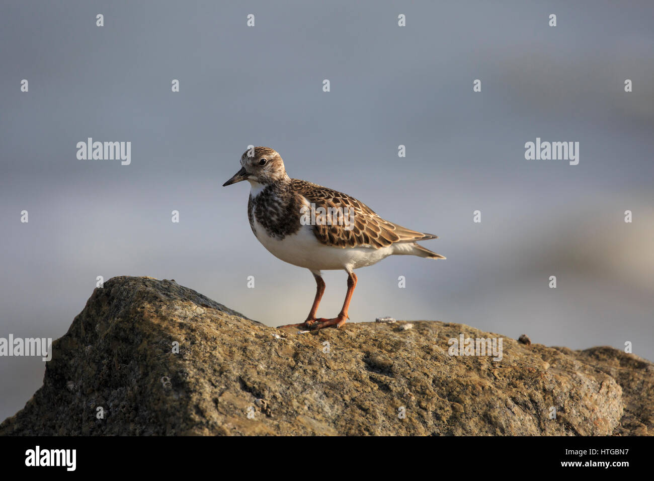 Ruddy turnstone (Arenaria interpres) on rock Stock Photo - Alamy