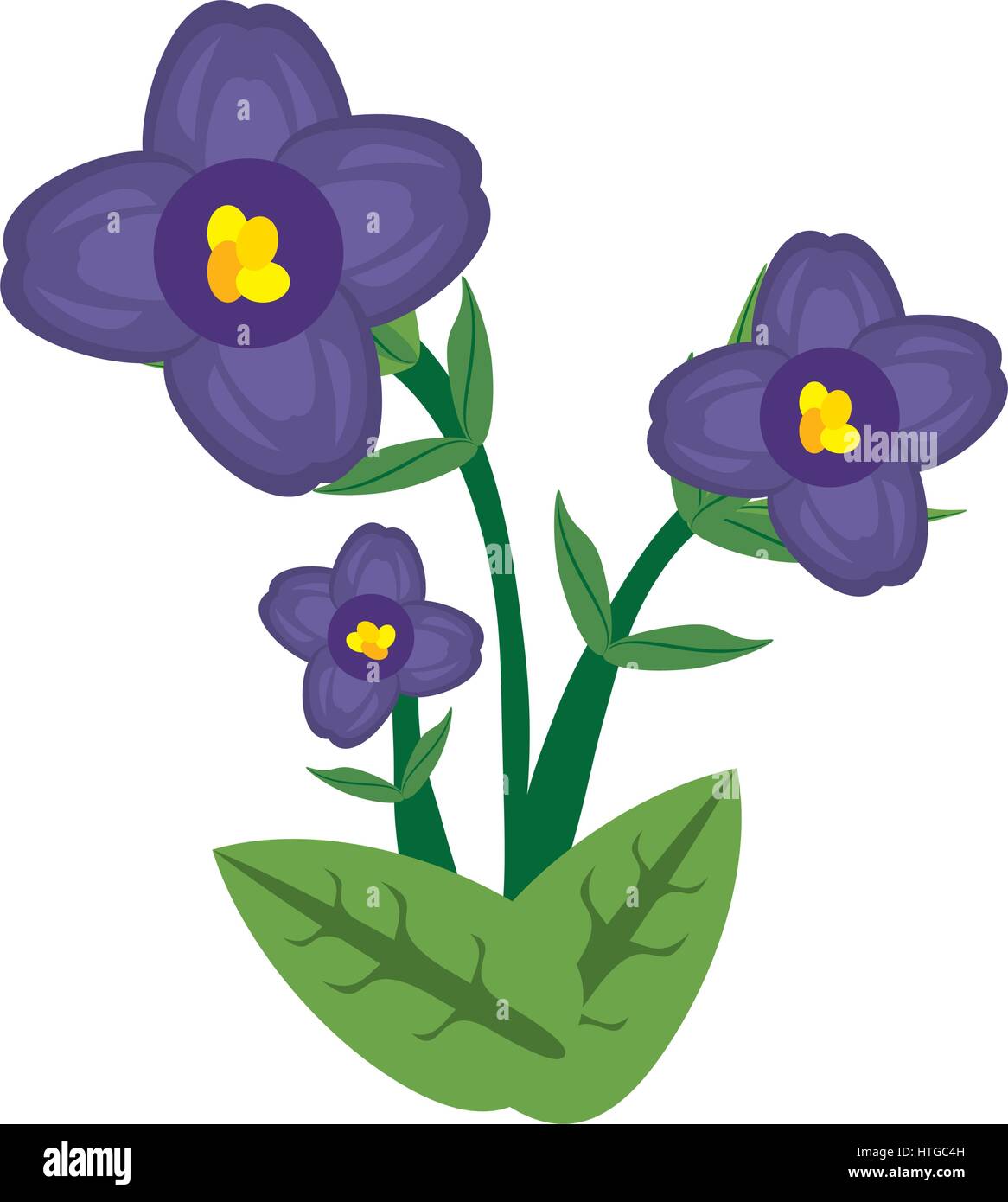 african violet flower image Stock Vector Image & Art - Alamy