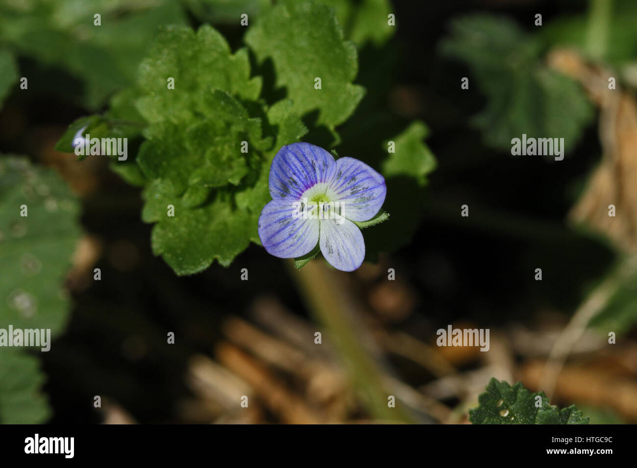 birdeye speedwell or common field speedwell Latin name veronica persica ...