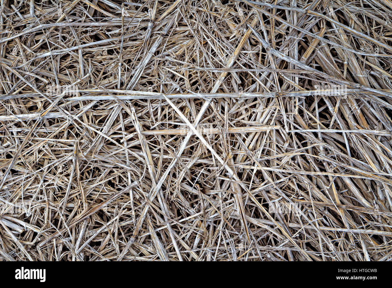 Old dry rice straw texture for background Stock Photo - Alamy