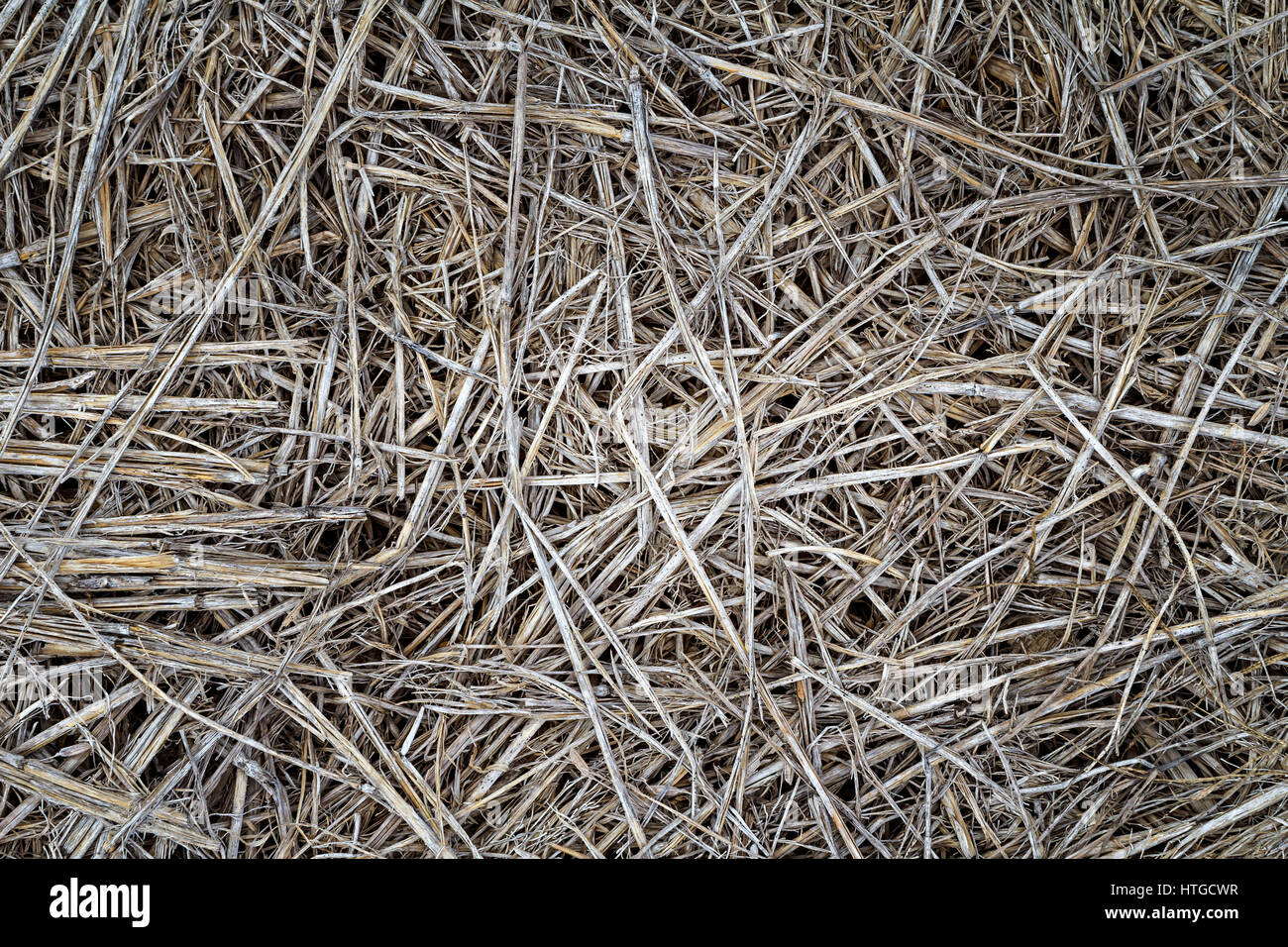 Old dry rice straw texture for background Stock Photo - Alamy