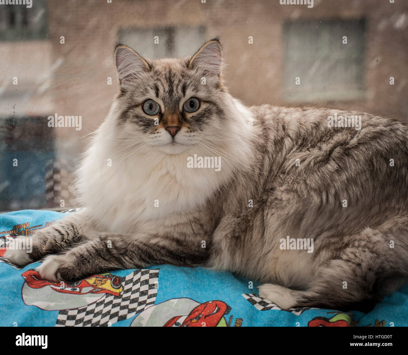 Vancouver cat hi-res stock photography and images - Alamy