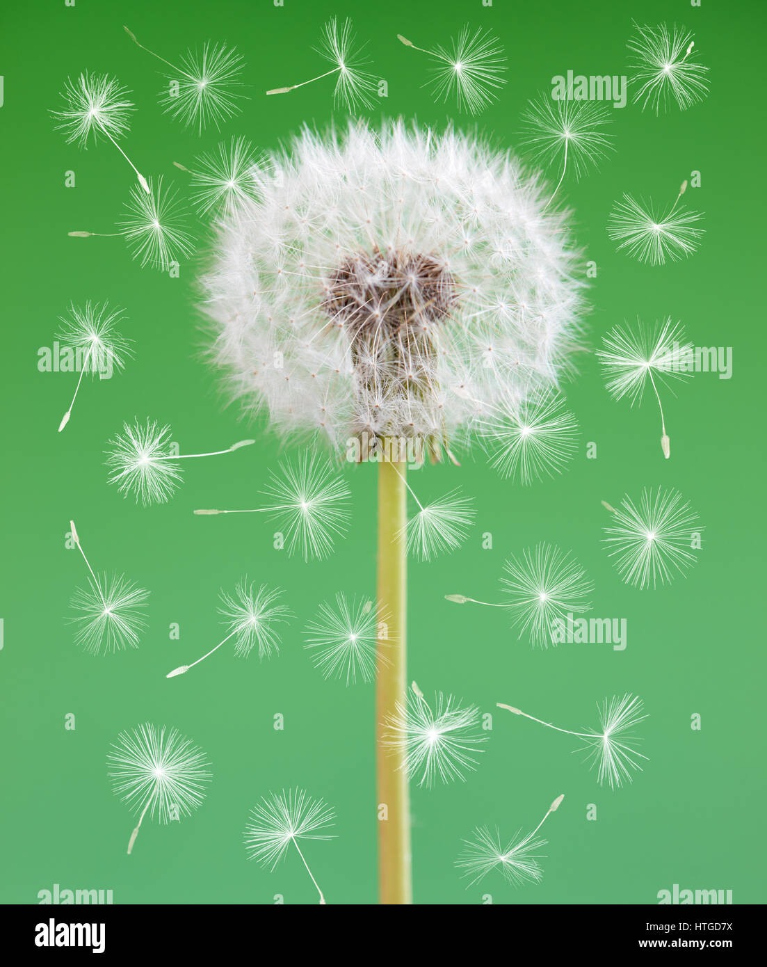 Dandelion flower with flying seeds on green background. One object ...
