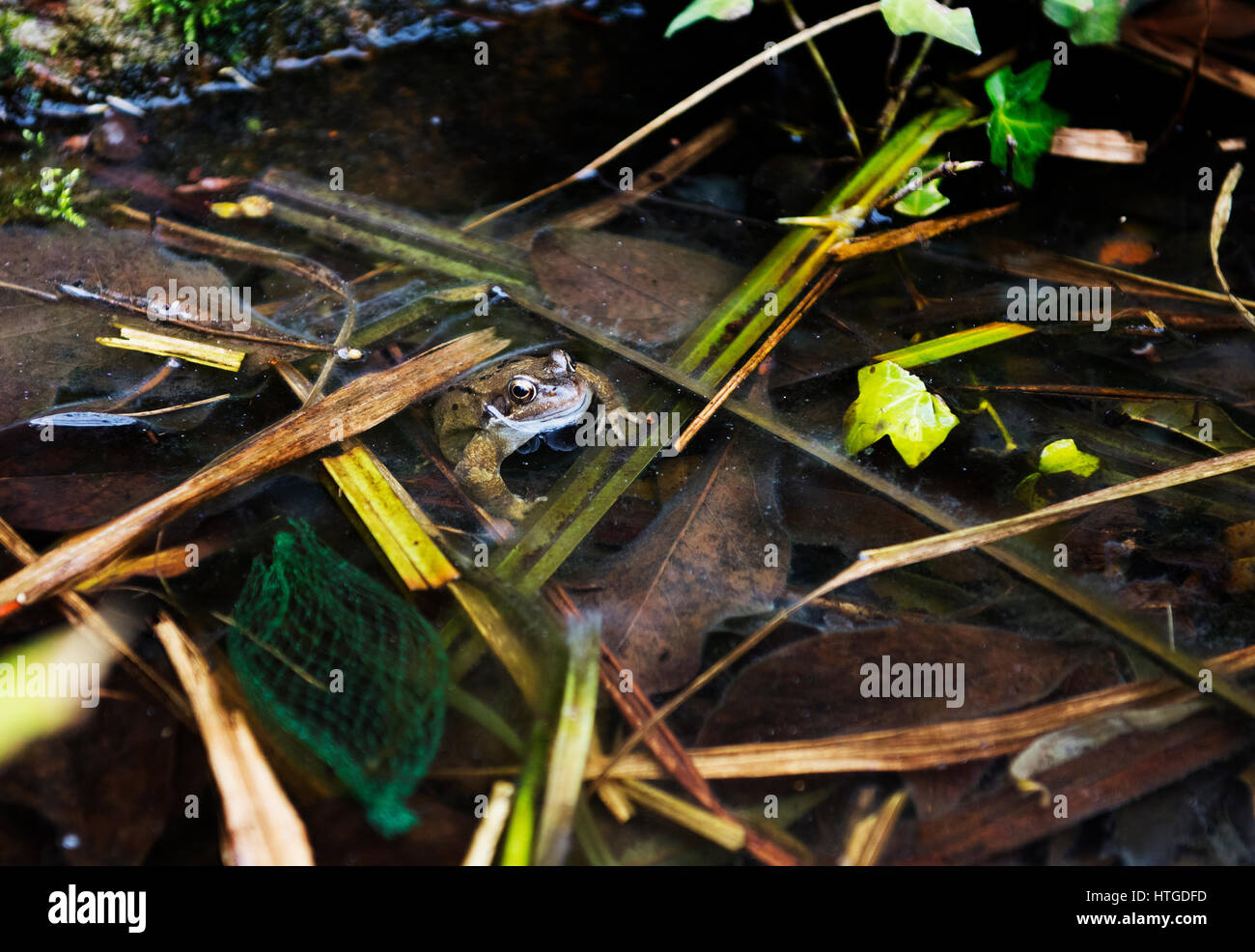 Thaxted, UK. 11th March 2017. Frog in garden pond, Thaxted. A common ...