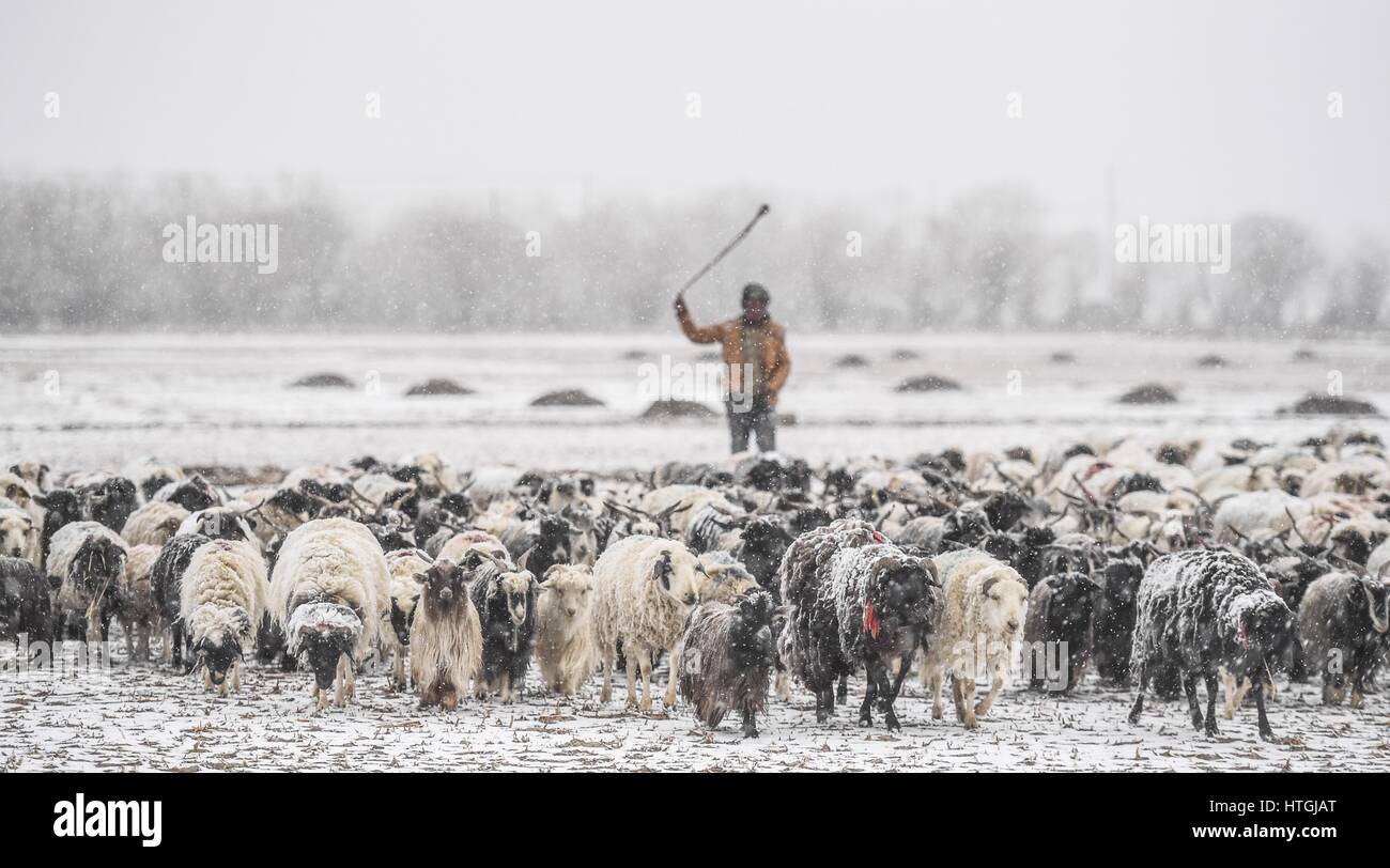 Beijing, China's Tibet Autonomous Region. 11th Mar, 2017. A shepherd ...