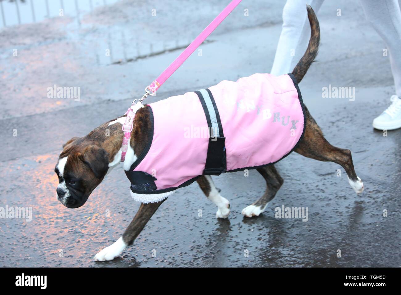 Crufts, Birmingham, UK. 12th March 2017. Dogs & their people arrive for ...