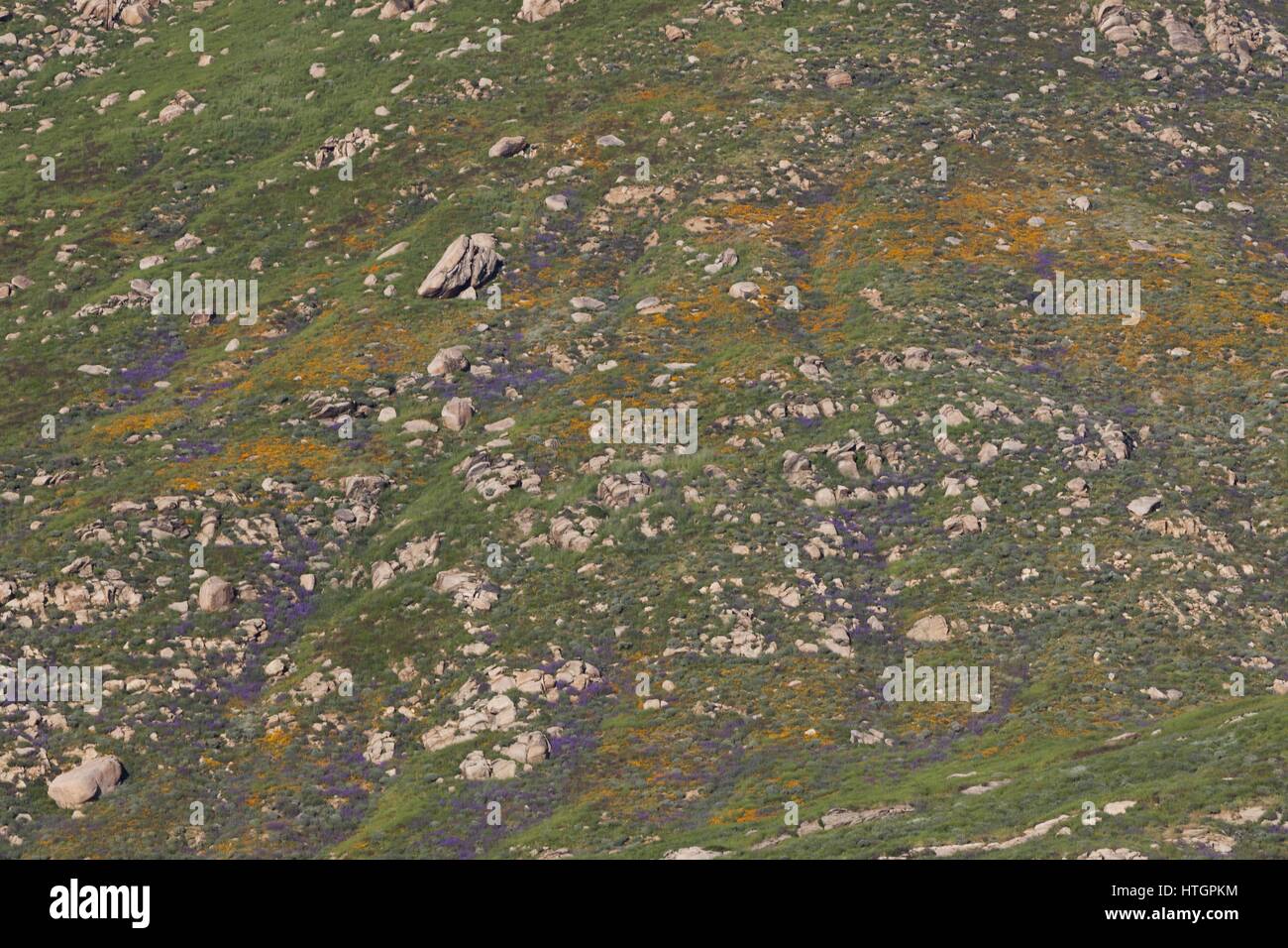 Moreno Valley, California, USA. 12th Mar, 2017. Wildflowers bloom on ...