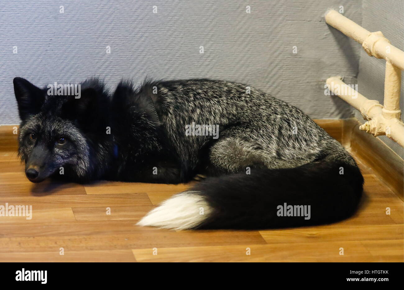 Belyaev High Resolution Stock Photography and Images - Alamy