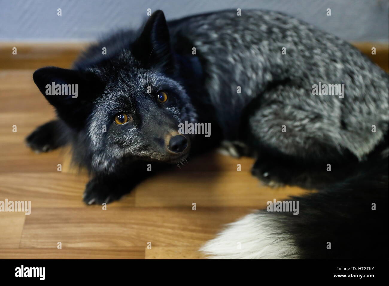 Dmitry Belyaev High Resolution Stock Photography and Images - Alamy