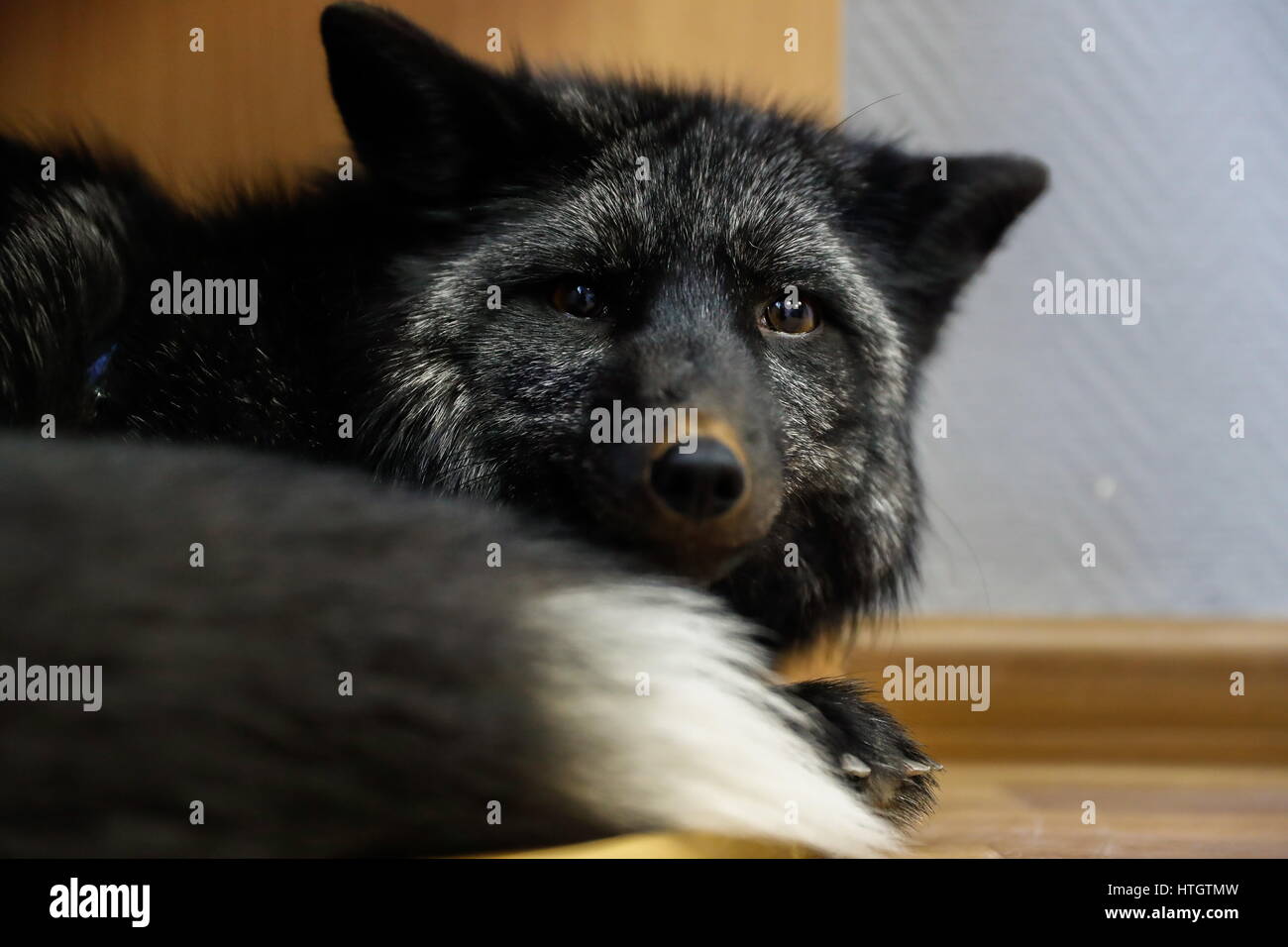 Dmitry Belyaev High Resolution Stock Photography and Images - Alamy