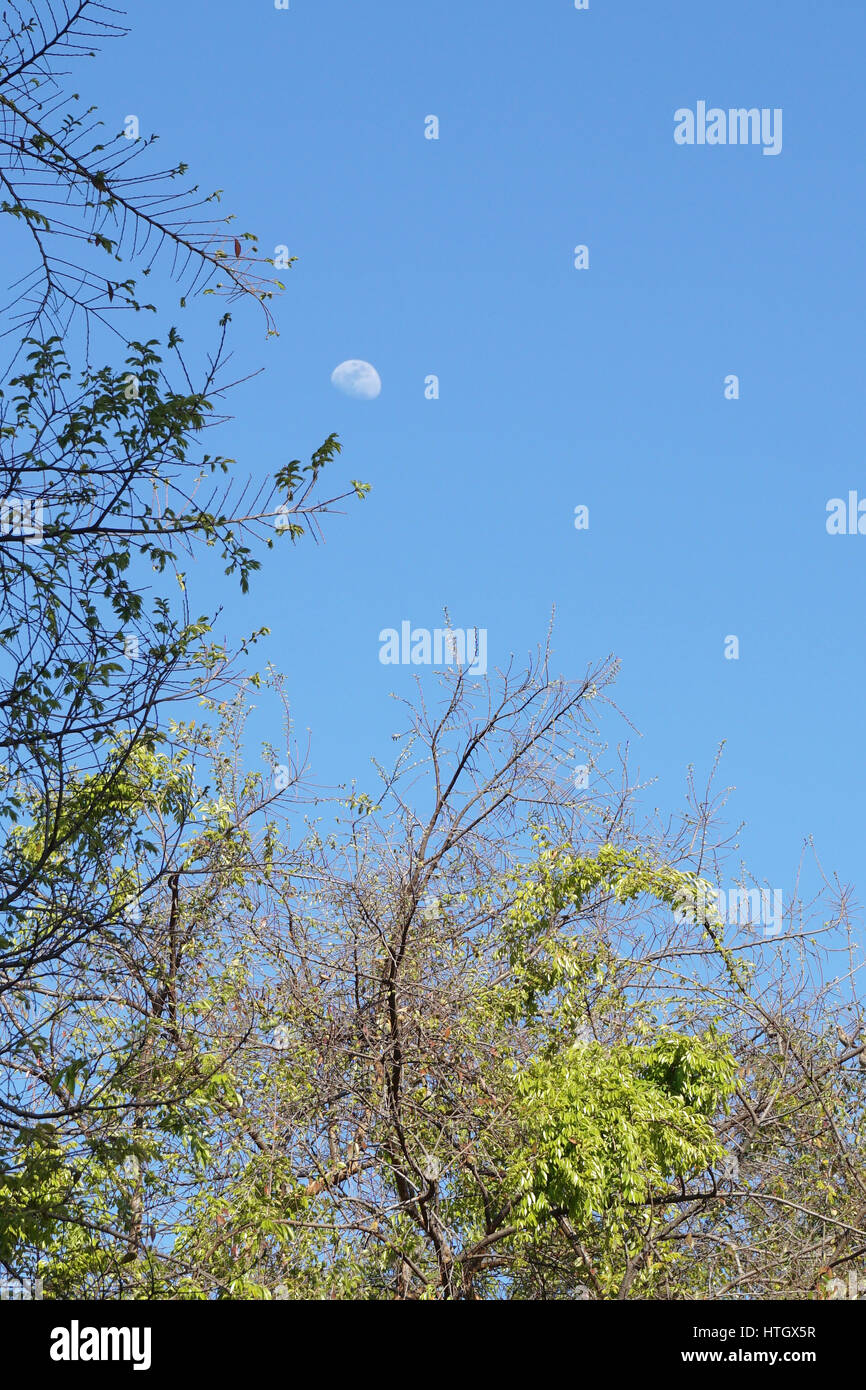 A partial full moon as seen in daylight and blue sky Stock Photo - Alamy