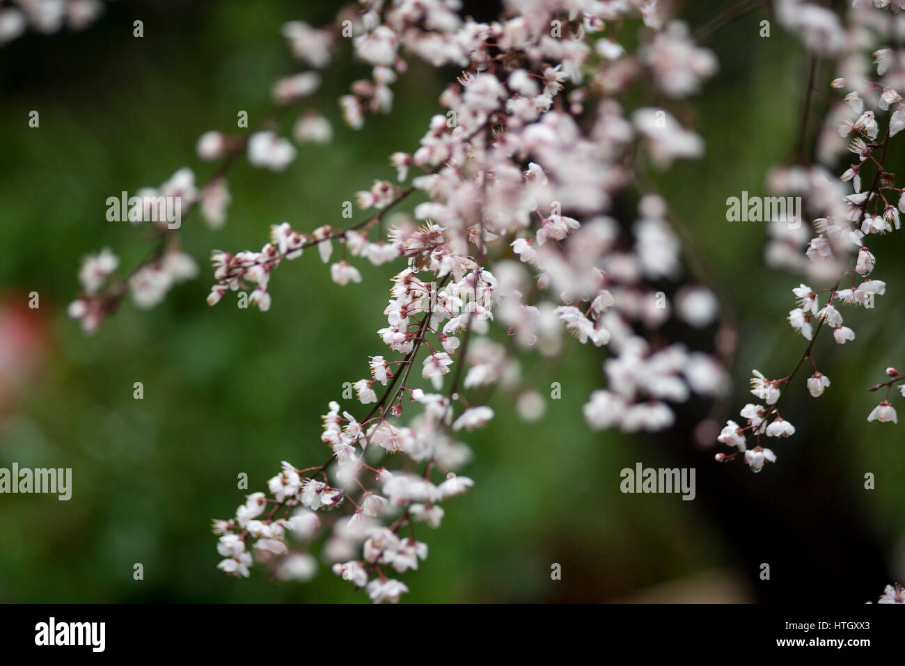 A cherry plum tree (Prunus cerasifera) flowers in a garden in Athens ...