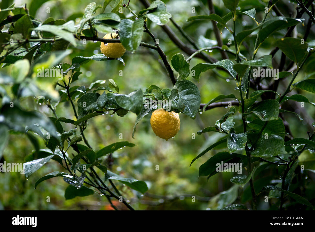 Drops of rain are seen on a lemon tree in a garden in Athens, Greece ...