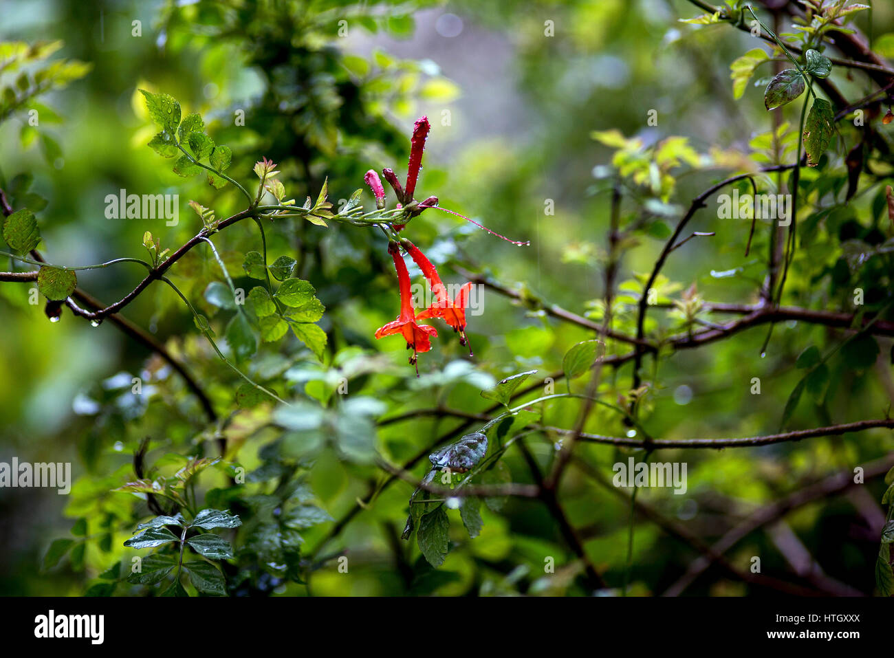 Alamy flower stock hi-res stock photography and images - Alamy