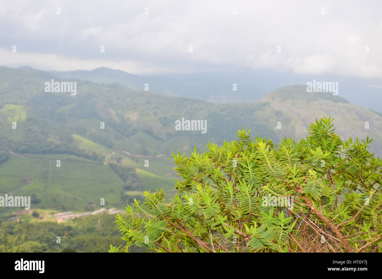 Misty mountains of Munnar in Kerala, India where tea is grown is one of ...
