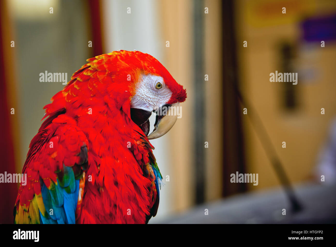 The big beautiful Ara parrot close up head view Stock Photo - Alamy