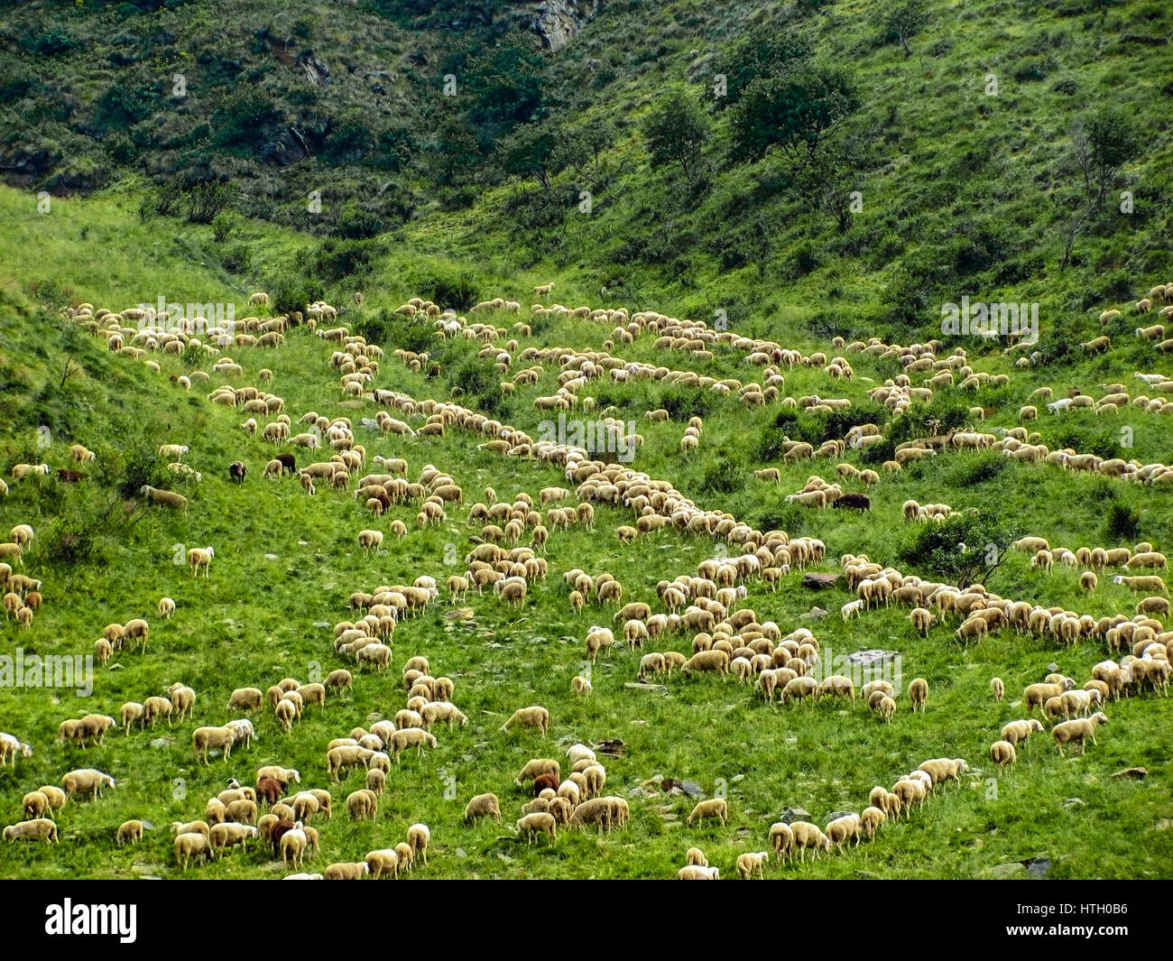 Flock of sheep scattered hi-res stock photography and images - Alamy