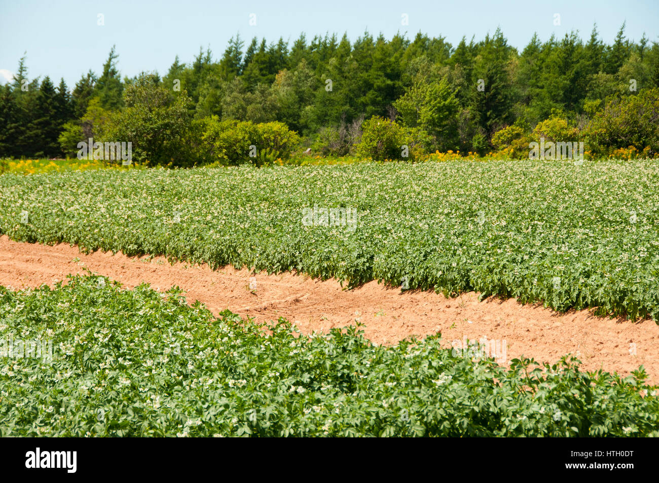 Canada potato hi-res stock photography and images - Alamy
