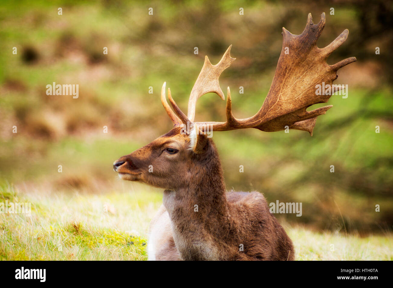 Fallow Deer Stag Stock Photo - Alamy