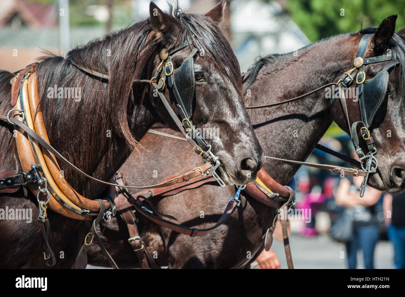 Brown workhorse heads pulling against their harness Stock Photo - Alamy
