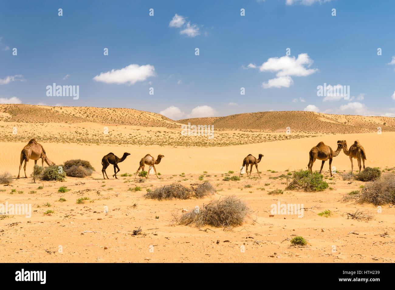 Straying hi-res stock photography and images - Alamy