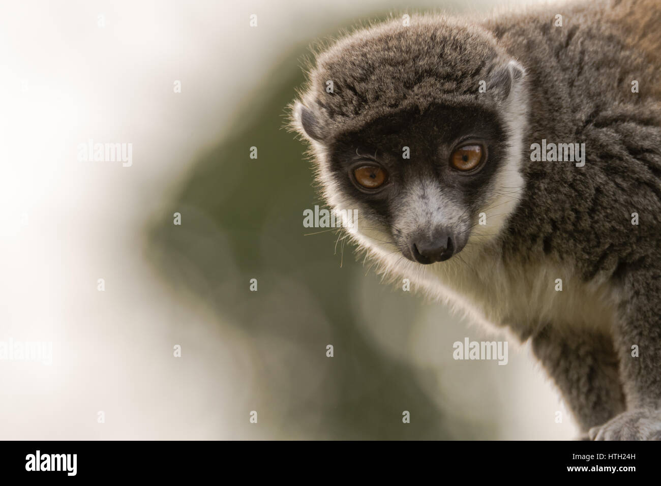 Mongoose lemur (Eulemur mongoz) head on. Female arboreal primate in the ...