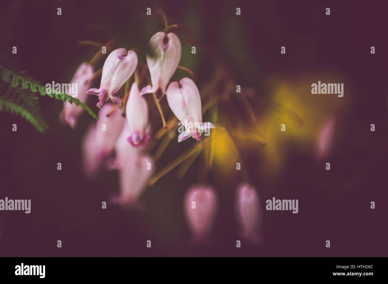 Pink white bell shaped hi-res stock photography and images - Alamy