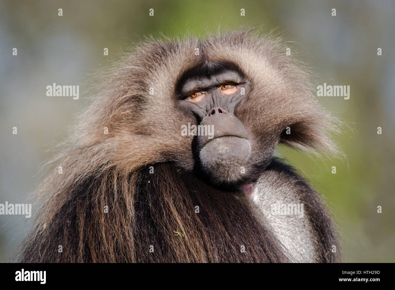 Male gelada (Theropithecus gelada). Portrait of old world monkey ...
