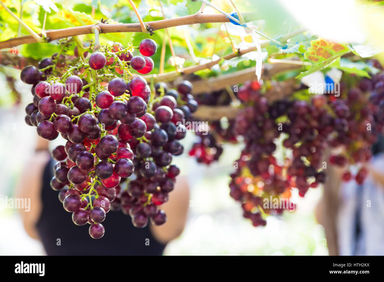Grape harvest field on tree branch agricultural Stock Photo - Alamy