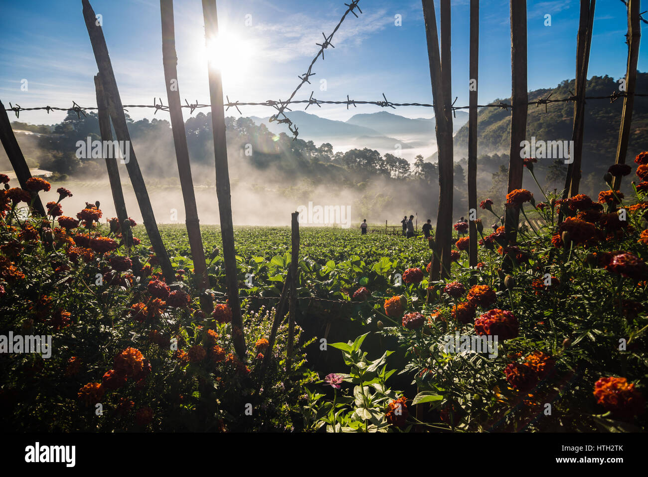 Group of tourist people enjoying sunrise on agriculture farm of ...