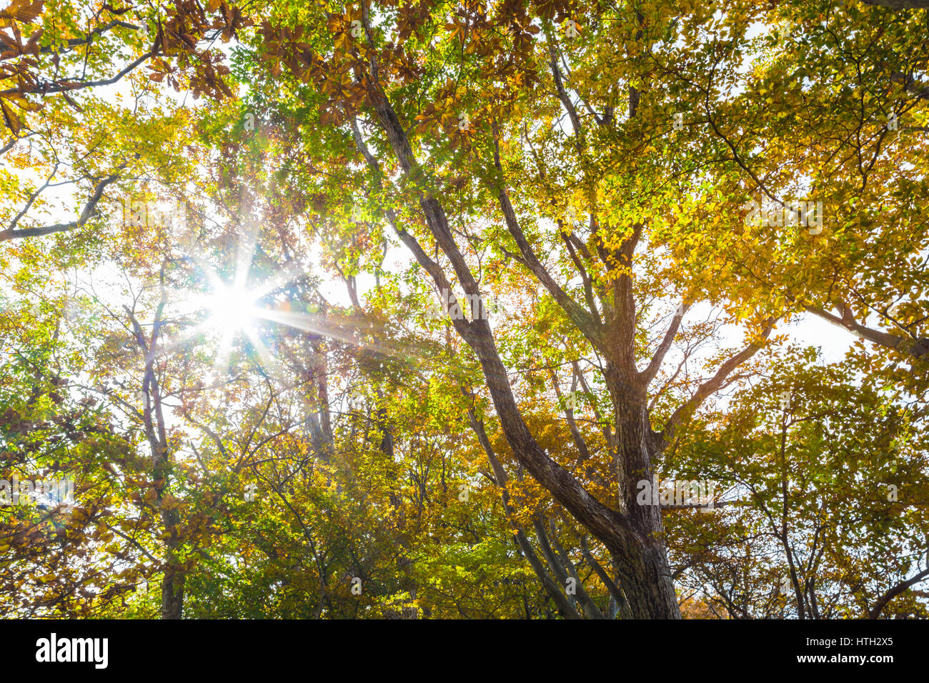 Beautiful color park with colorful trees up risen view, autumn ...