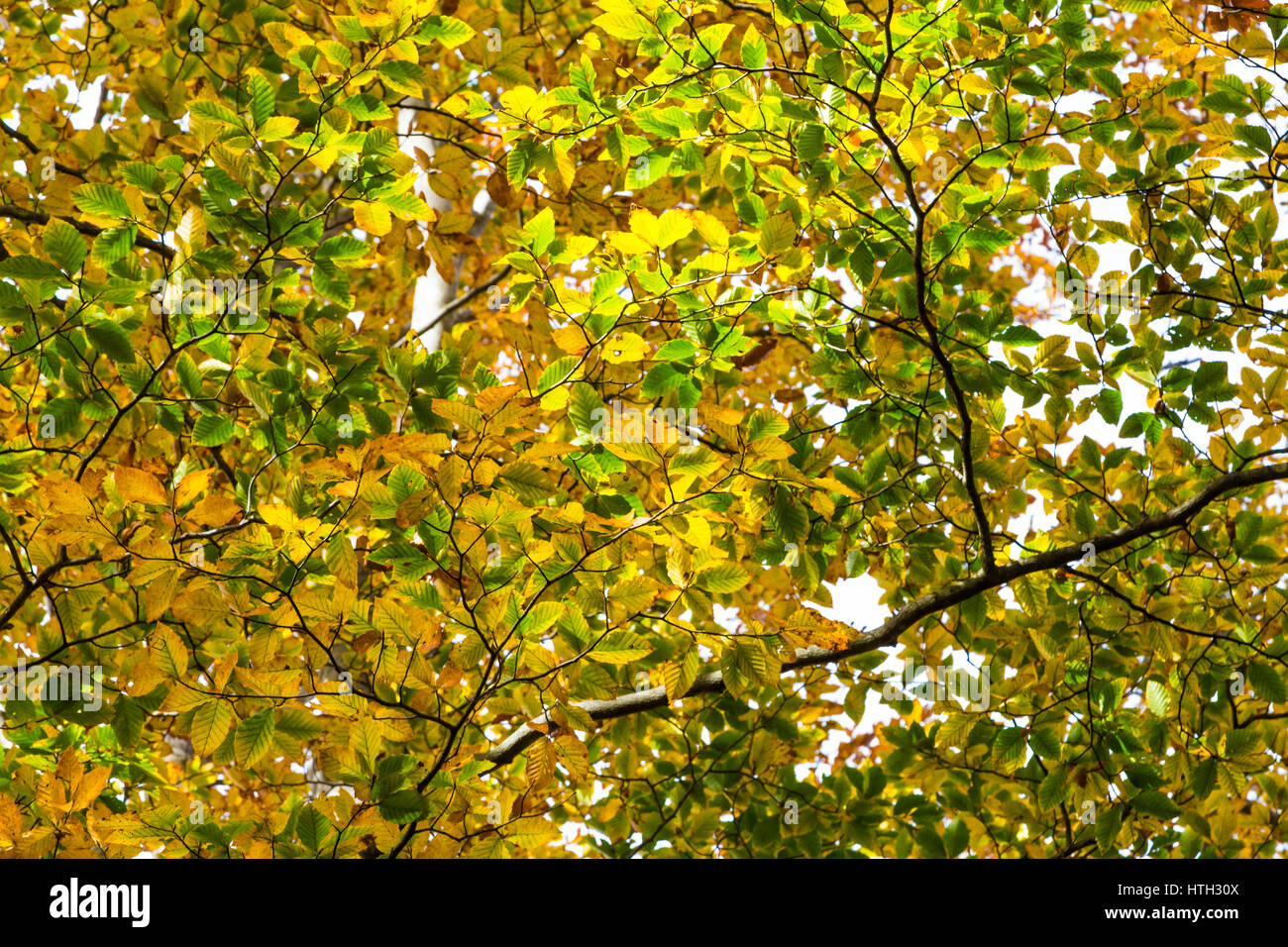Beautiful color park with colorful trees up risen view, autumn ...