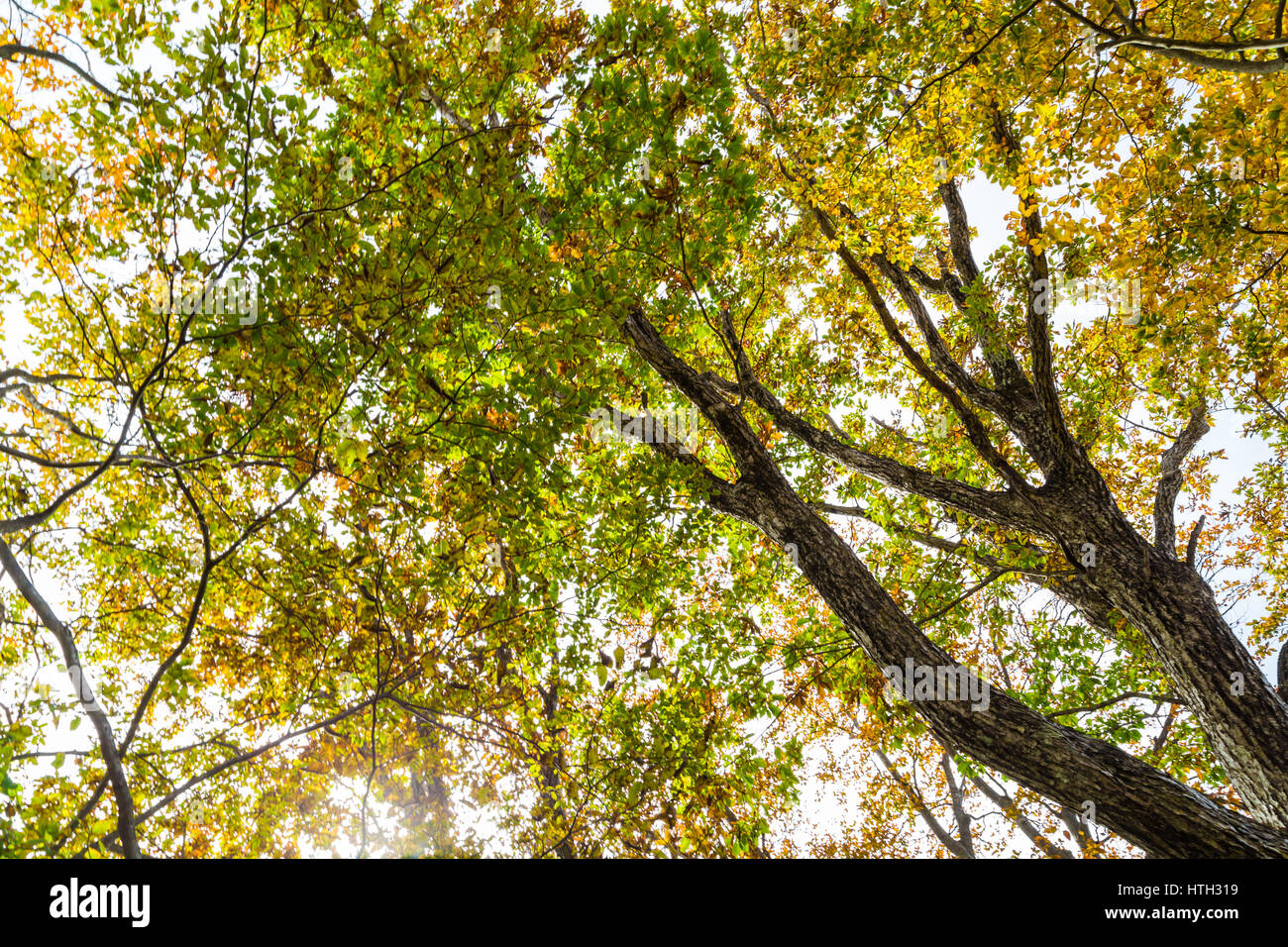 Beautiful color park with colorful trees up risen view, autumn ...