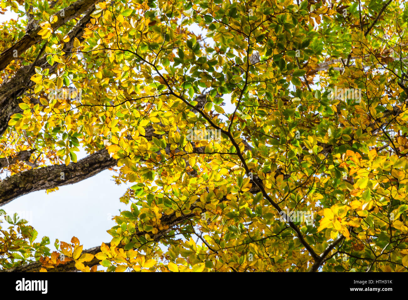Beautiful color park with colorful trees up risen view, autumn ...