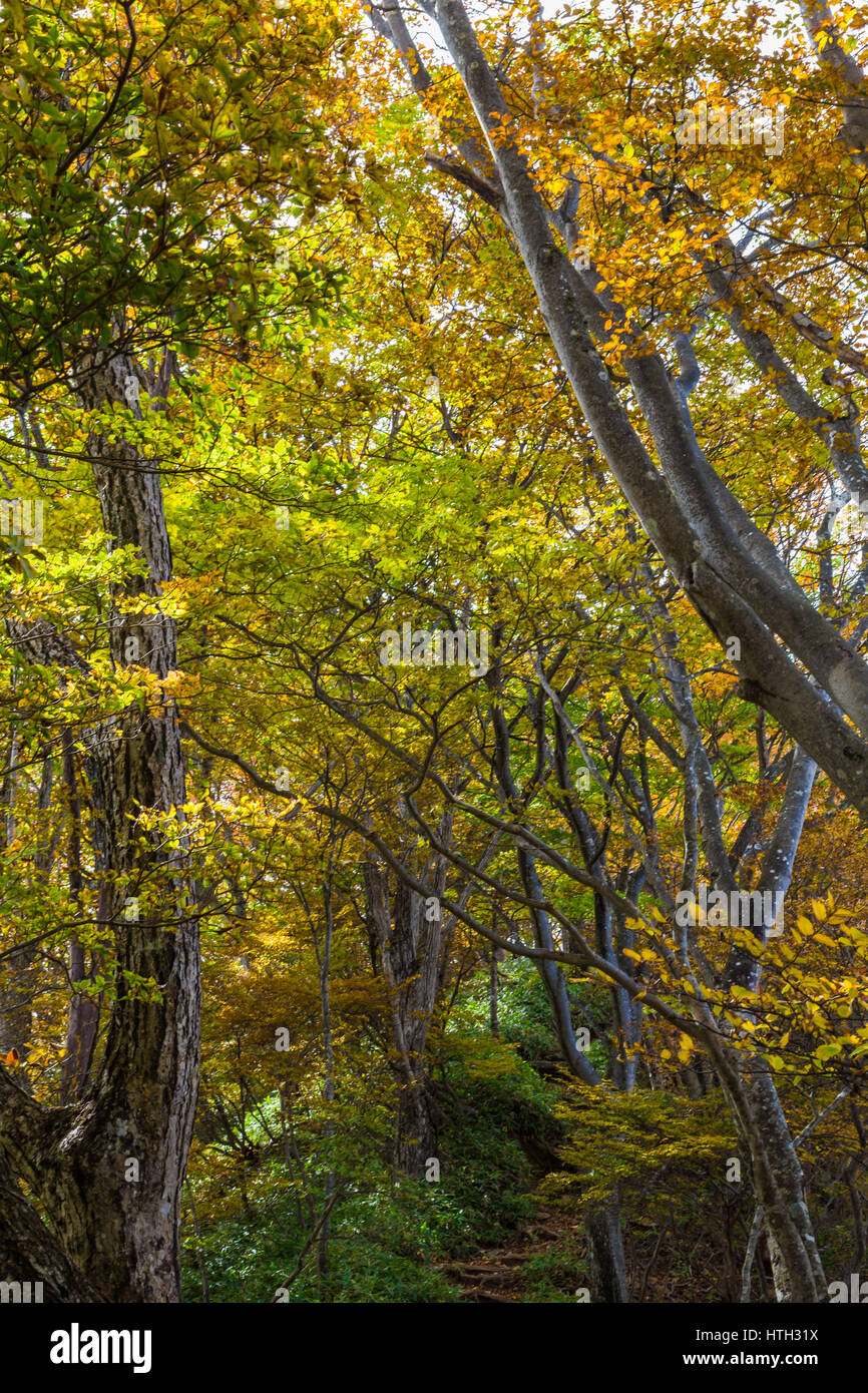 Beautiful color park with colorful trees up risen view, autumn ...