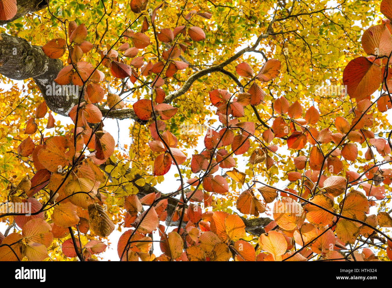 Colorful autumn leaves colors in the forest with sunshine in the fall ...