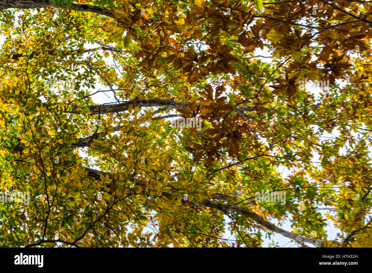Beautiful color park with colorful trees up risen view, autumn ...