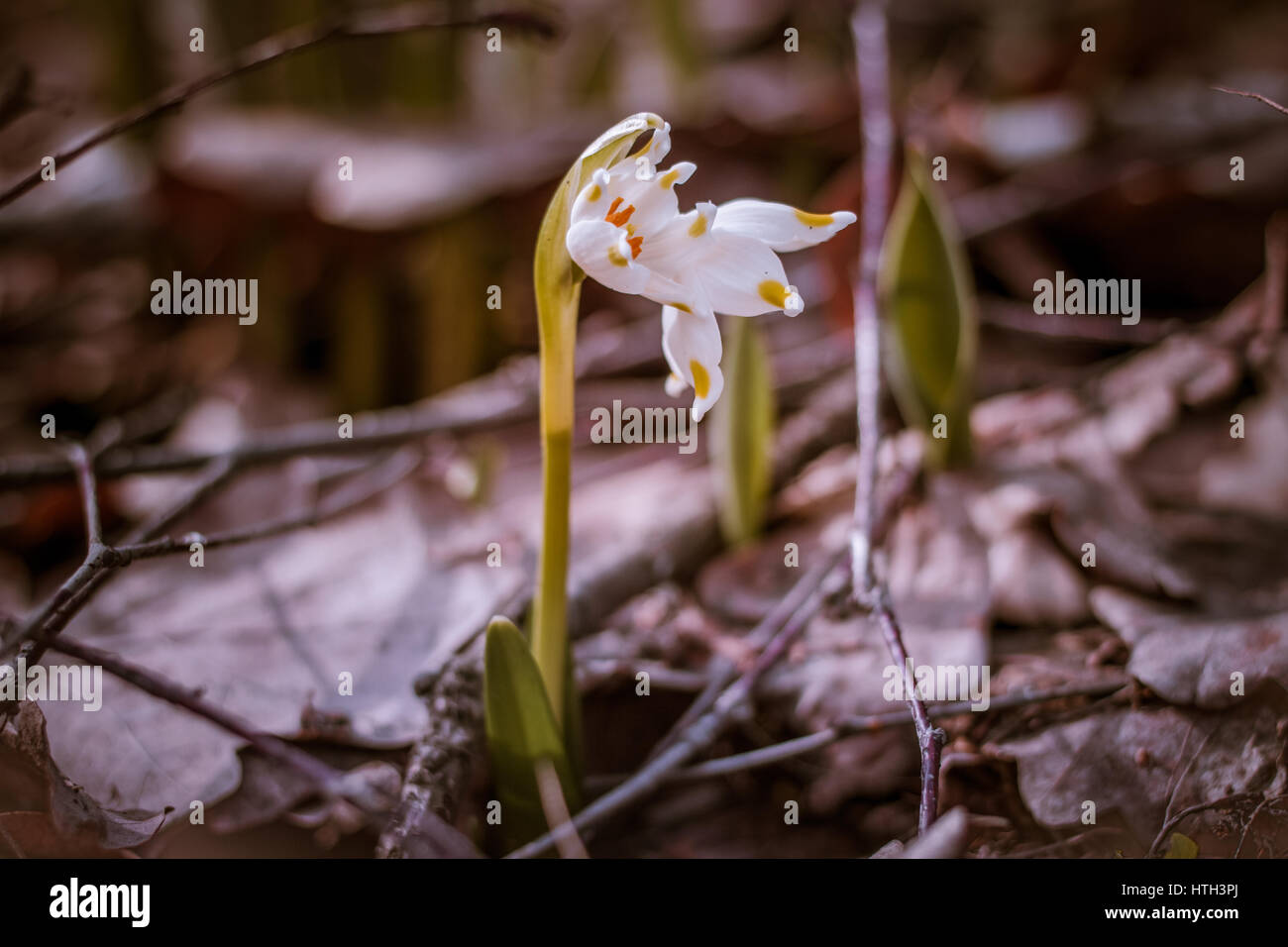 Vintage photo. Leucojum vernum. Spring time, white spring flowers ...