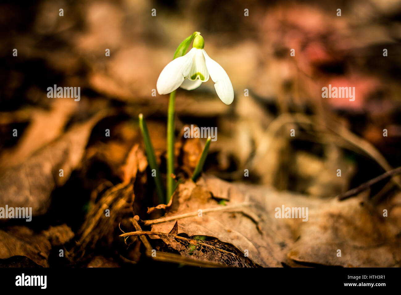 Vintage photo. Spring time, white spring flowers, snowdrops, snowflake ...