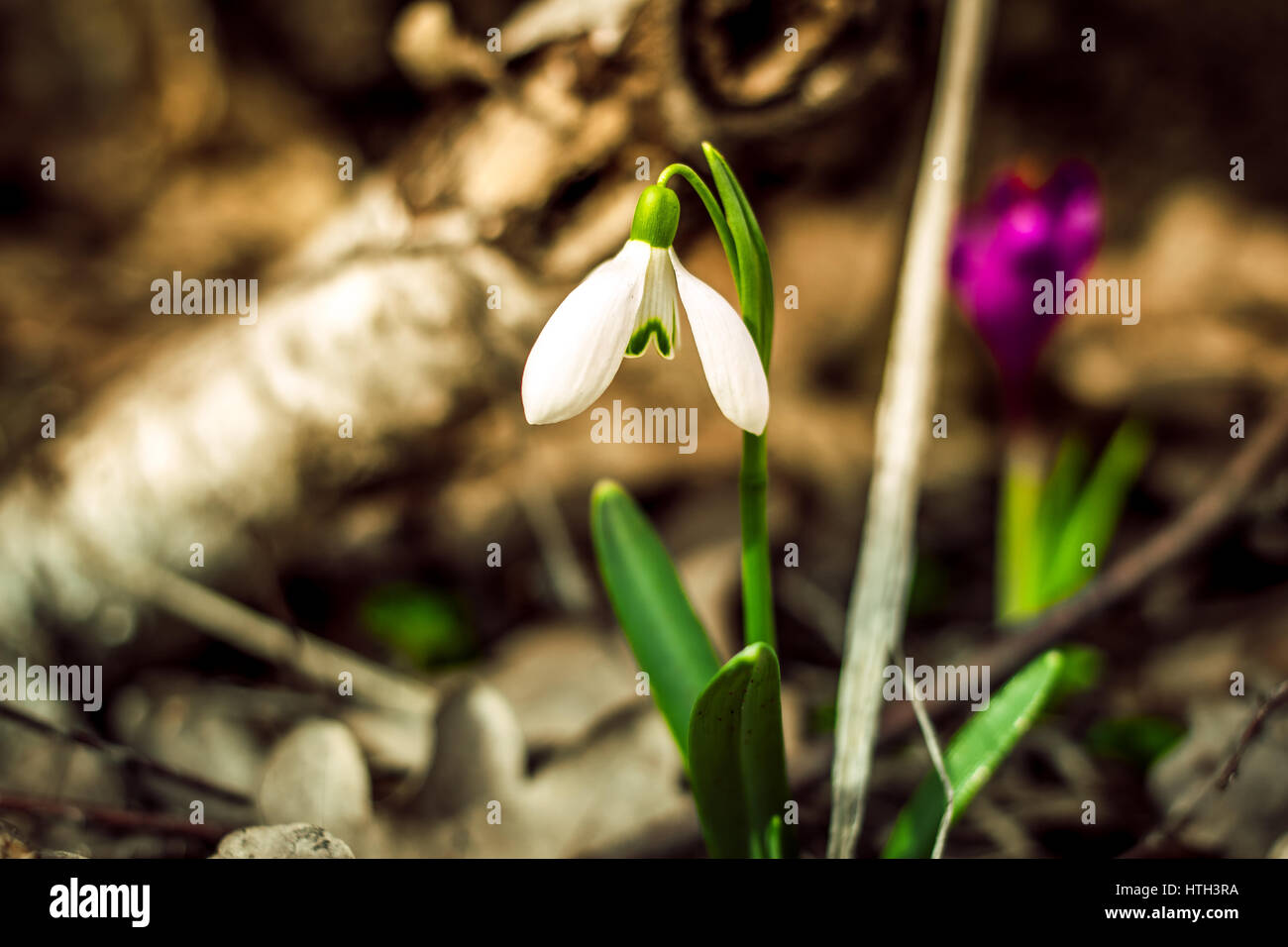 Vintage photo. Spring time, white spring flowers, snowdrops, snowflake ...